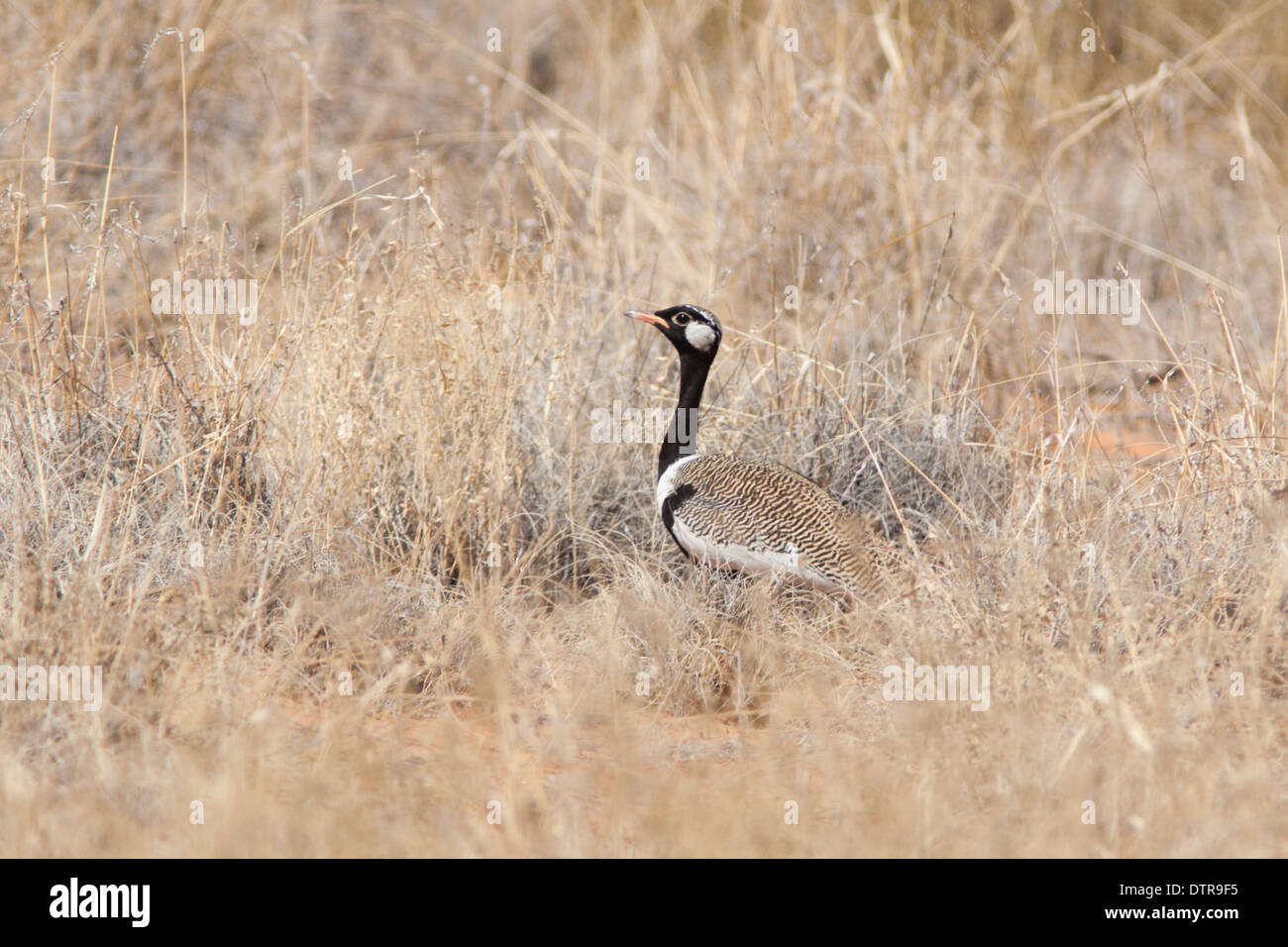 White quilled korhaans hi-res stock photography and images - Alamy