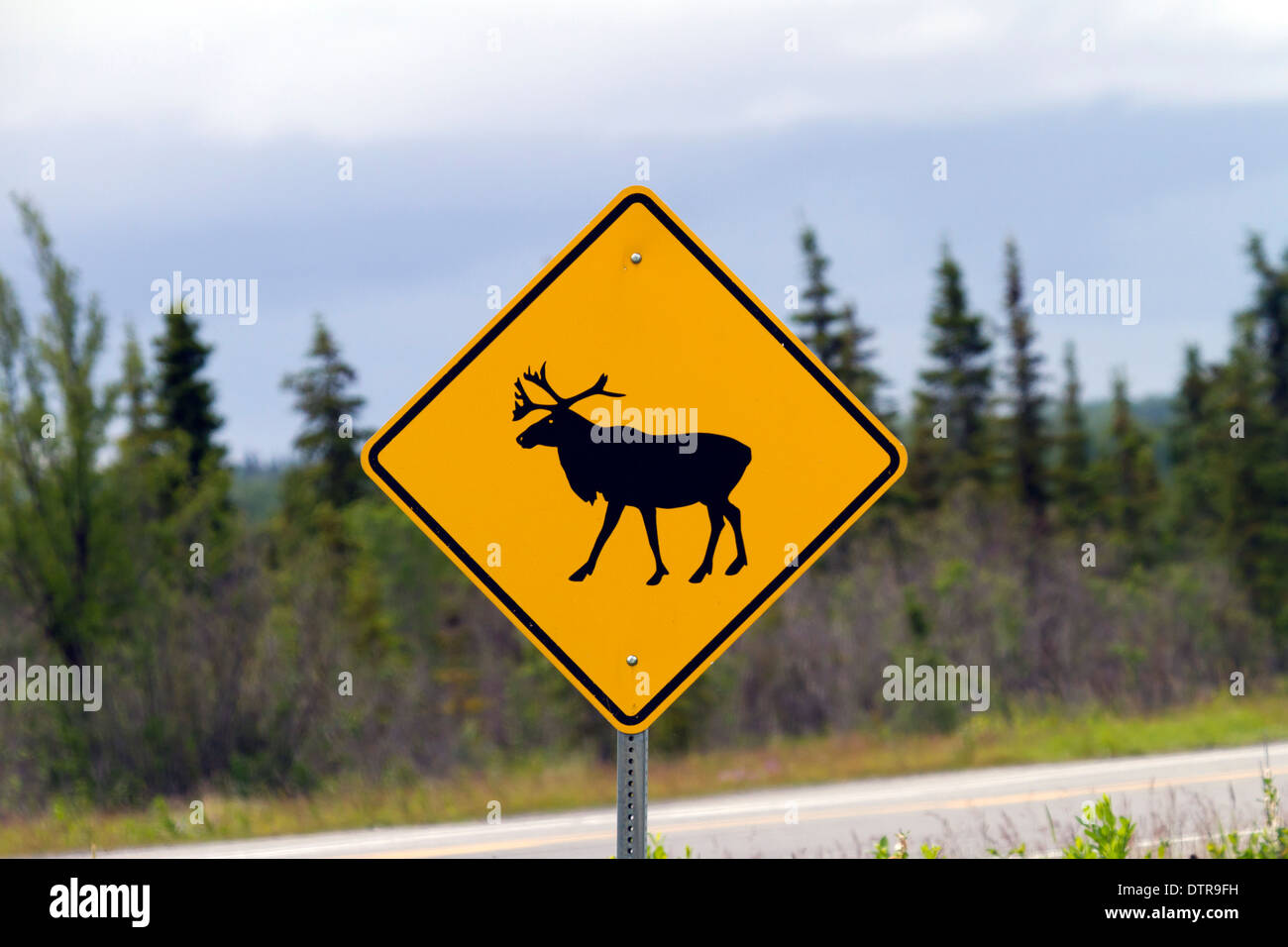 watch out for moose Stock Photo - Alamy