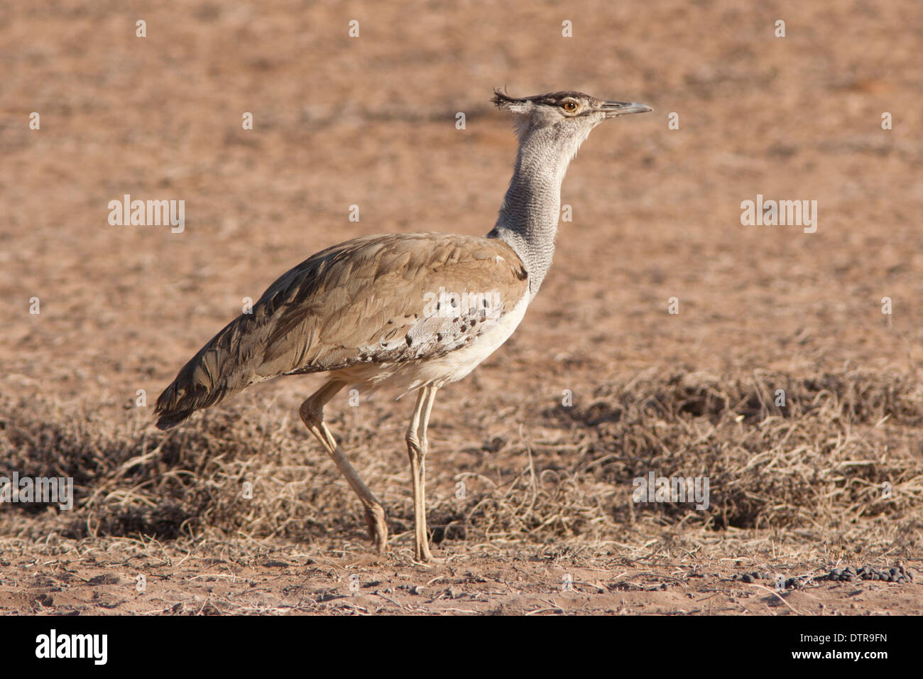 Kori Bustard in the Kalahari desert Stock Photo - Alamy