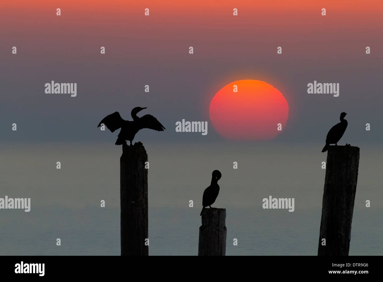 setting sun on the sea Stock Photo - Alamy