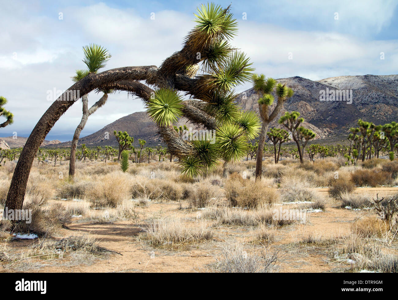Mojave mohave desert cactus hi-res stock photography and images - Alamy