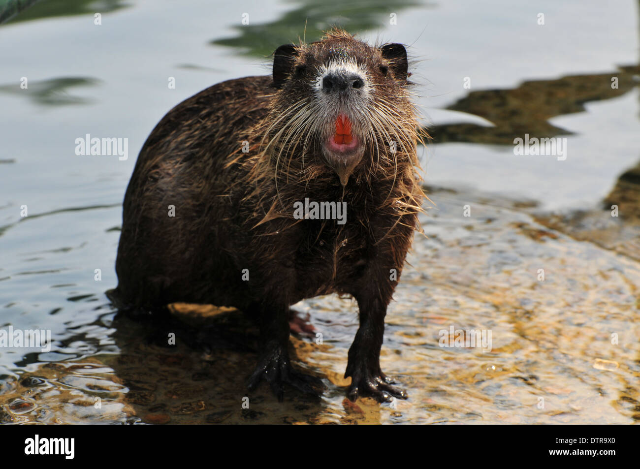Nutria, (Myocastor coypus) on the river bank Photographed on the Jordan ...
