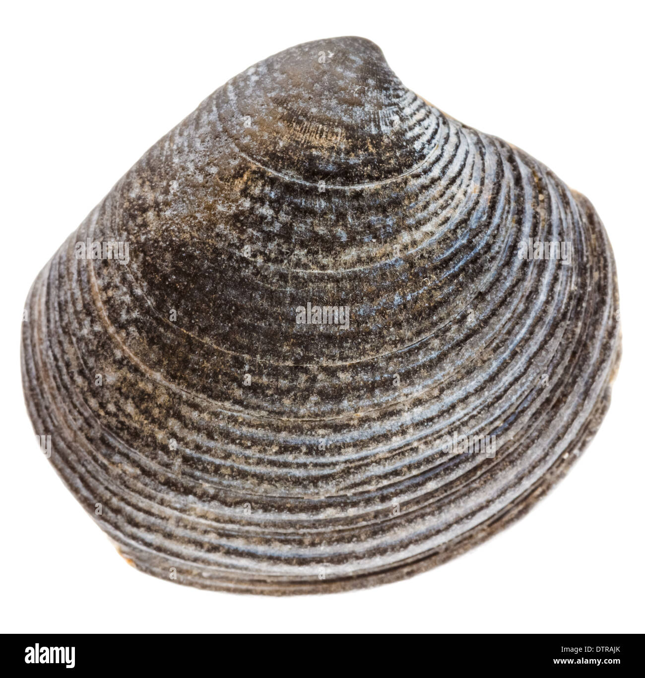 Cockleshells hi-res stock photography and images - Alamy