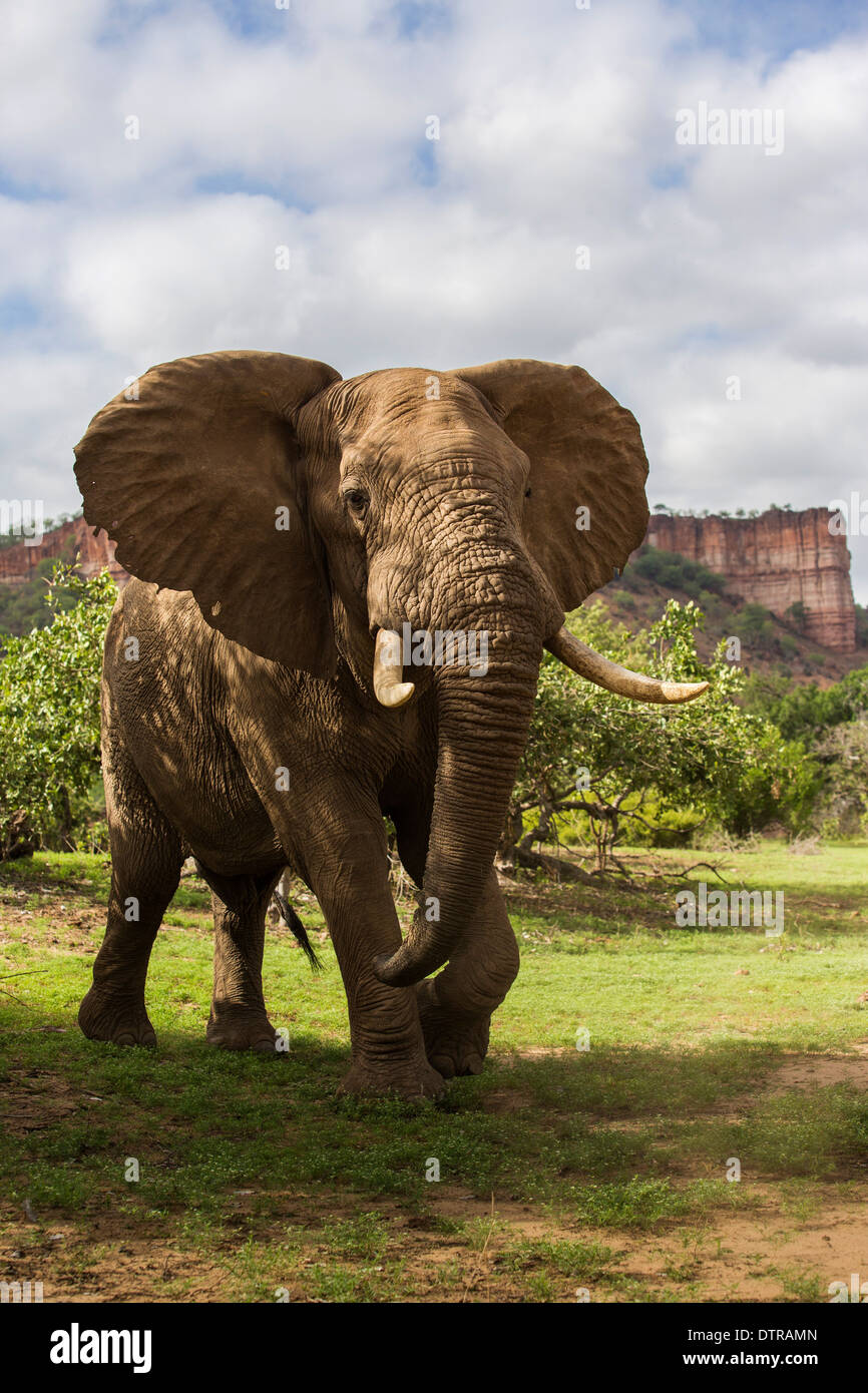 Vertical image of an elephant bull with the Chilojo Cliffs in the ...