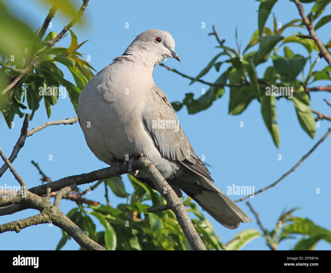 collared dove perched in a tree(2 of series of 4 Stock Photo - Alamy