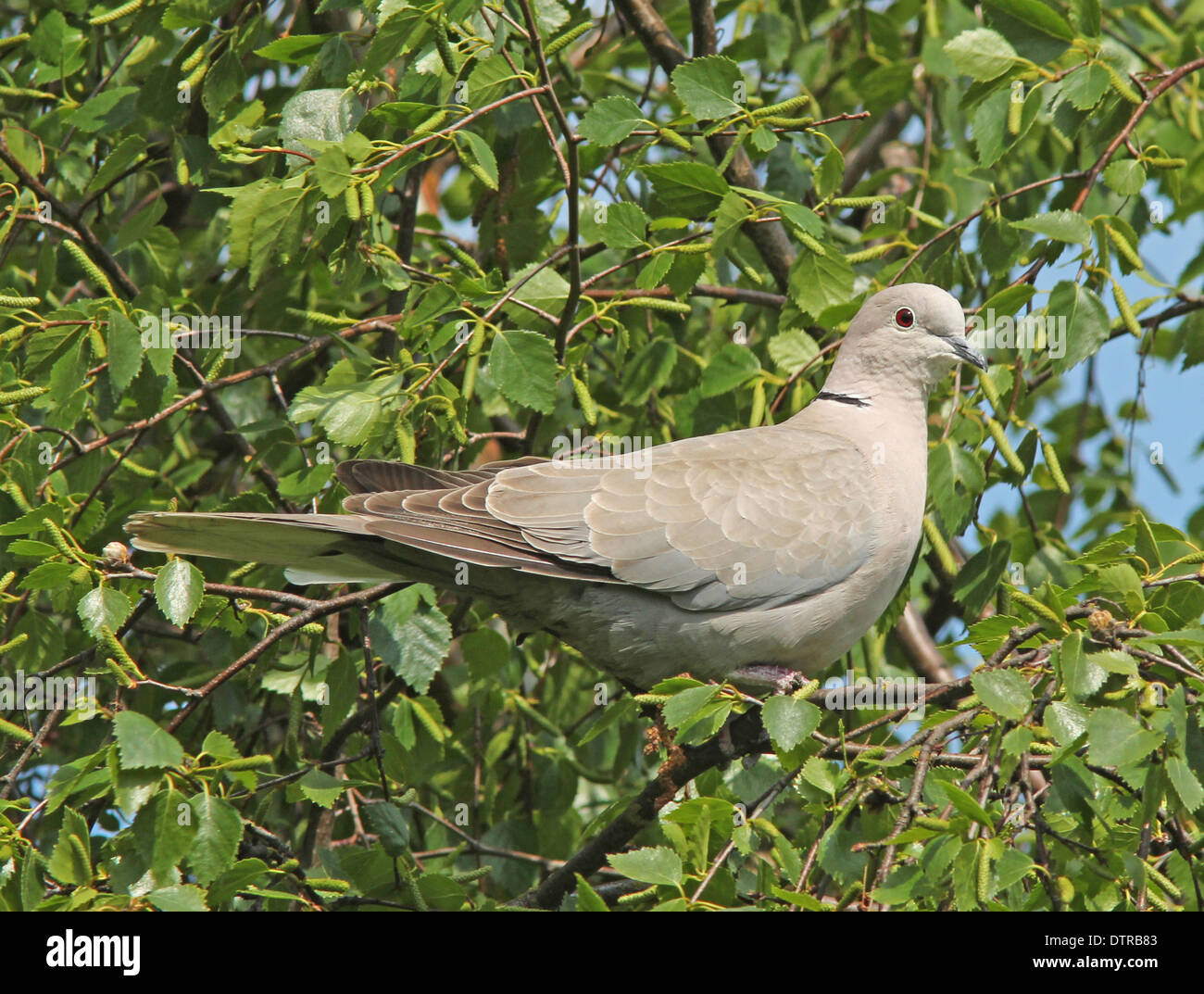 Silver dove hi-res stock photography and images - Alamy