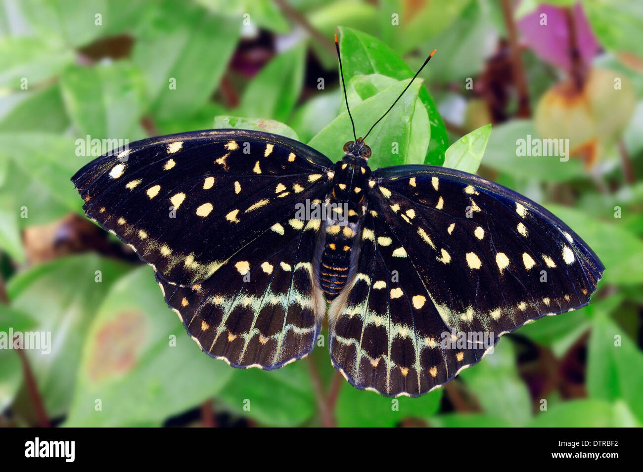 Archduke, female / (Lexias dirtea) / The Archduke, Archduke Butterfly ...