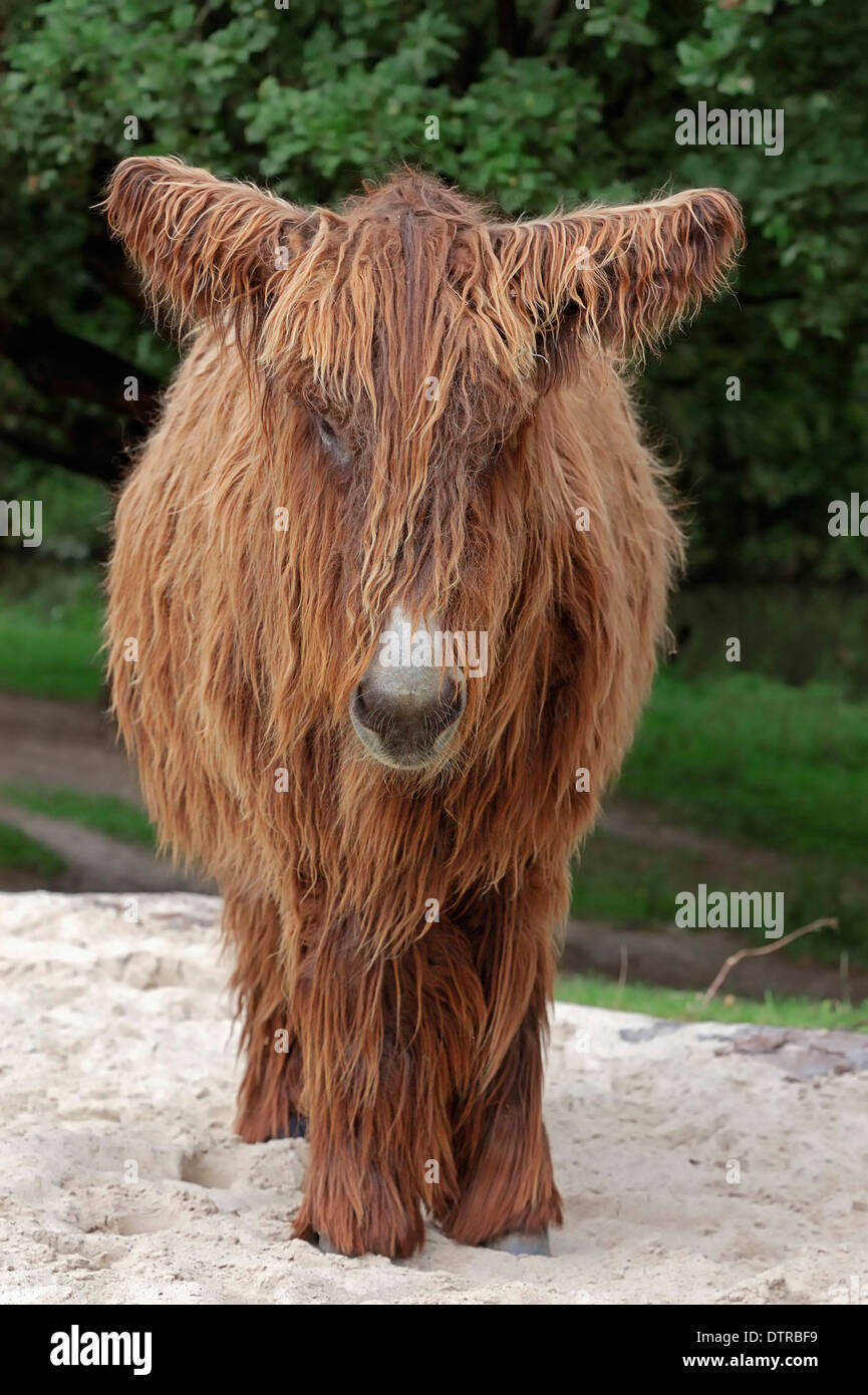 Poitou donkey domestic donkey adult hi-res stock photography and images ...