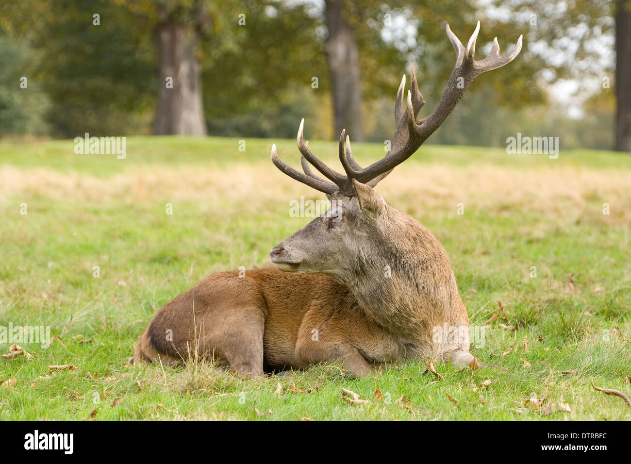 Stag sitting hi-res stock photography and images - Alamy