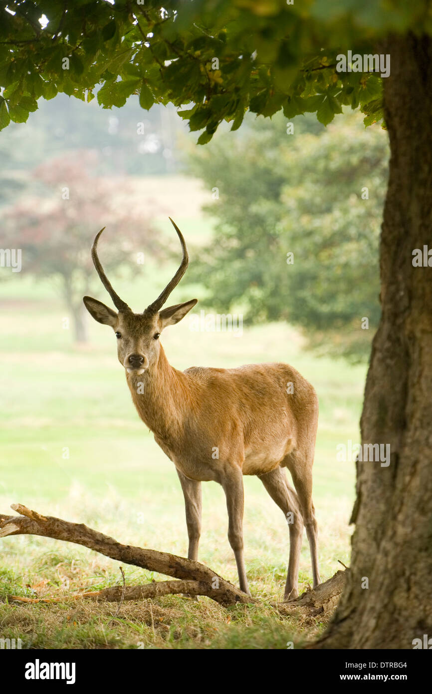 Female Red deer Stock Photo - Alamy