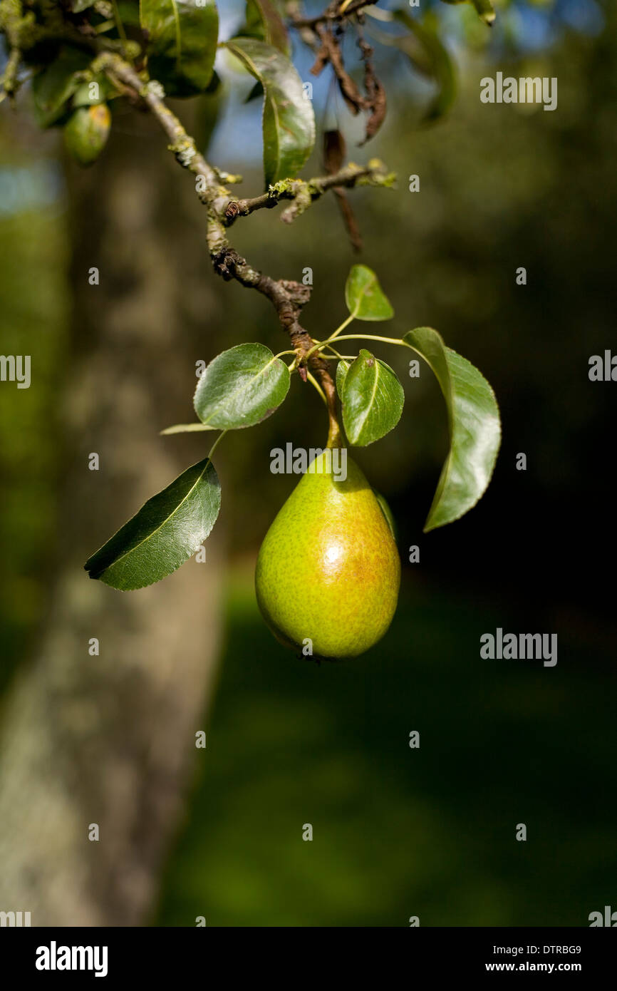 Pear tree branch hi-res stock photography and images - Alamy