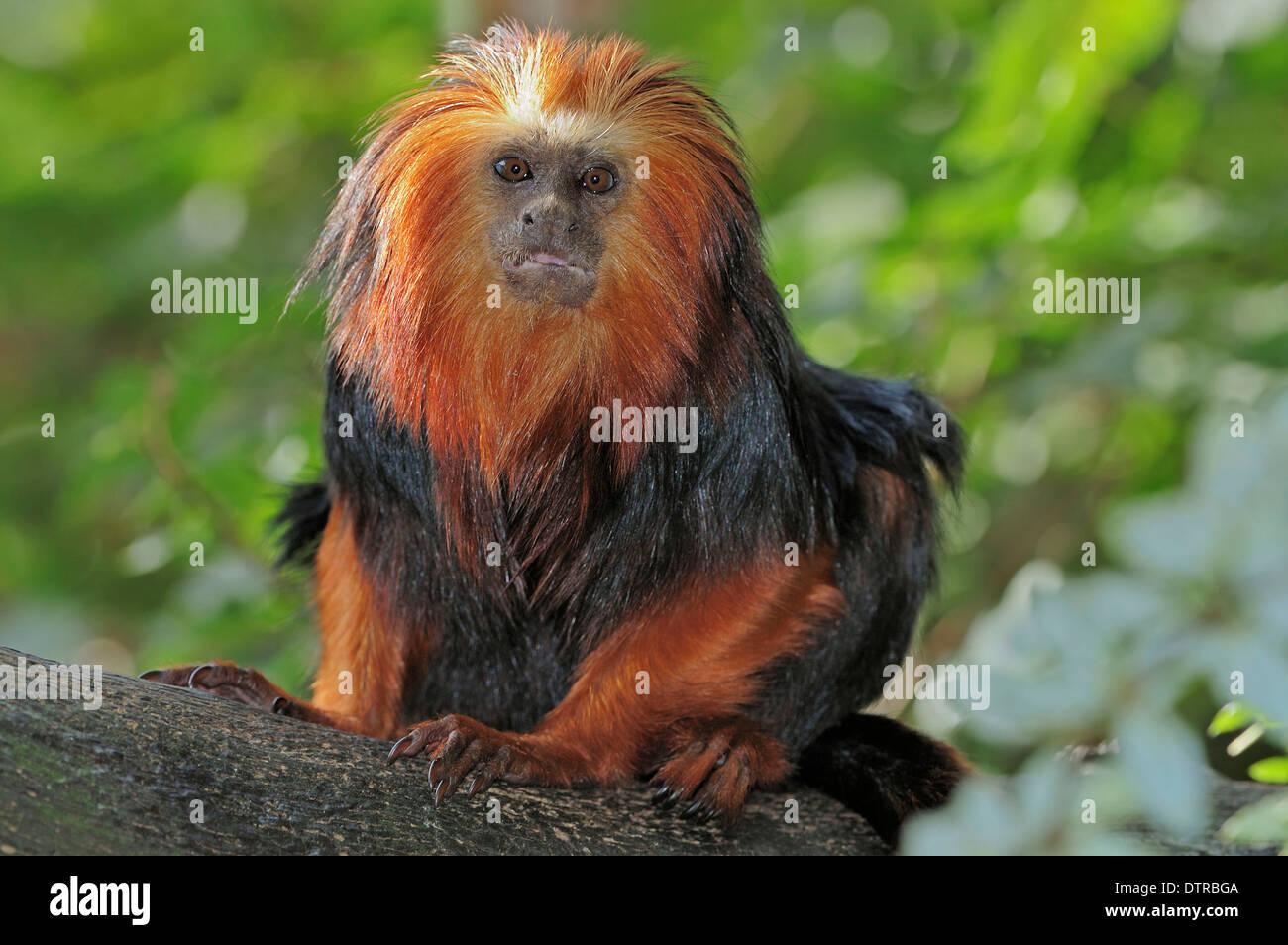 Golden-headed Lion Tamarin / (Leontopithecus chrysomelas Stock Photo ...
