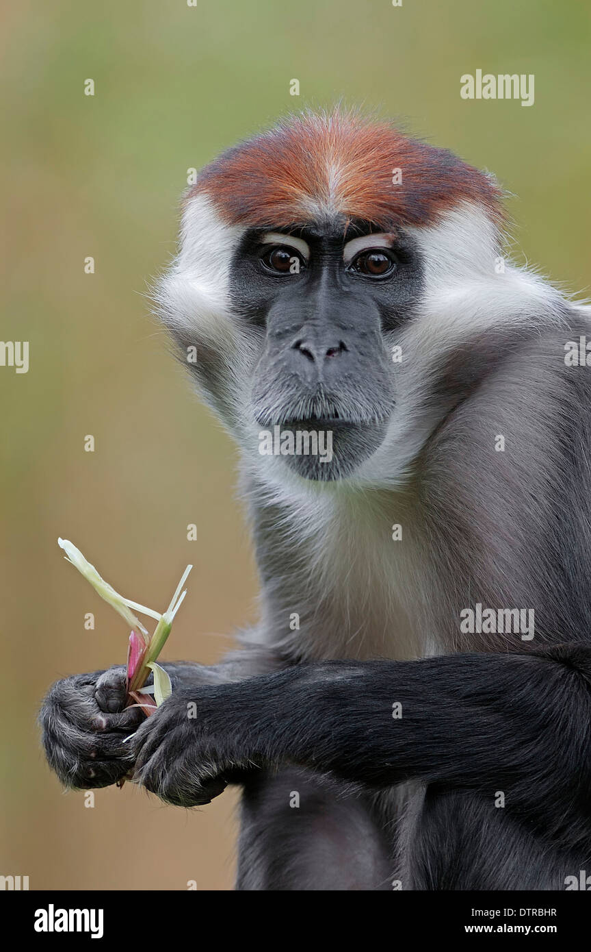 Red-capped Mangabey, male / (Cercocebus torquatus) / Cherry Crowned ...