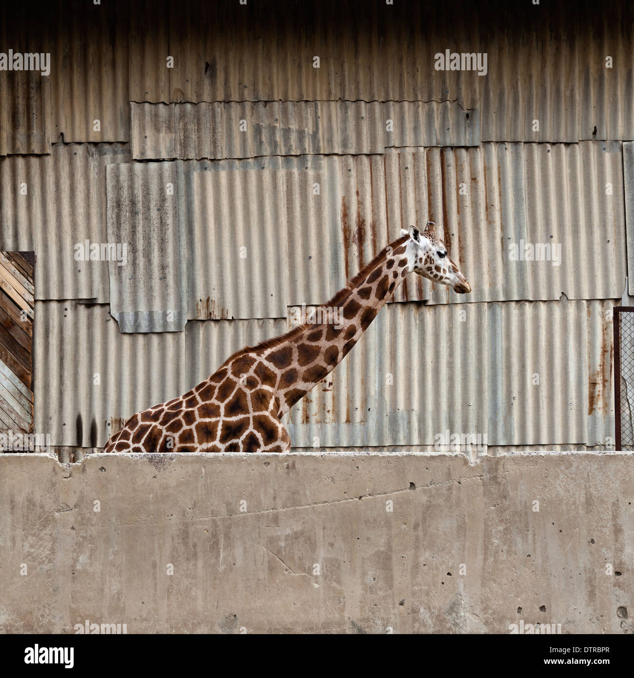 Berlin zoo giraffe hi-res stock photography and images - Alamy