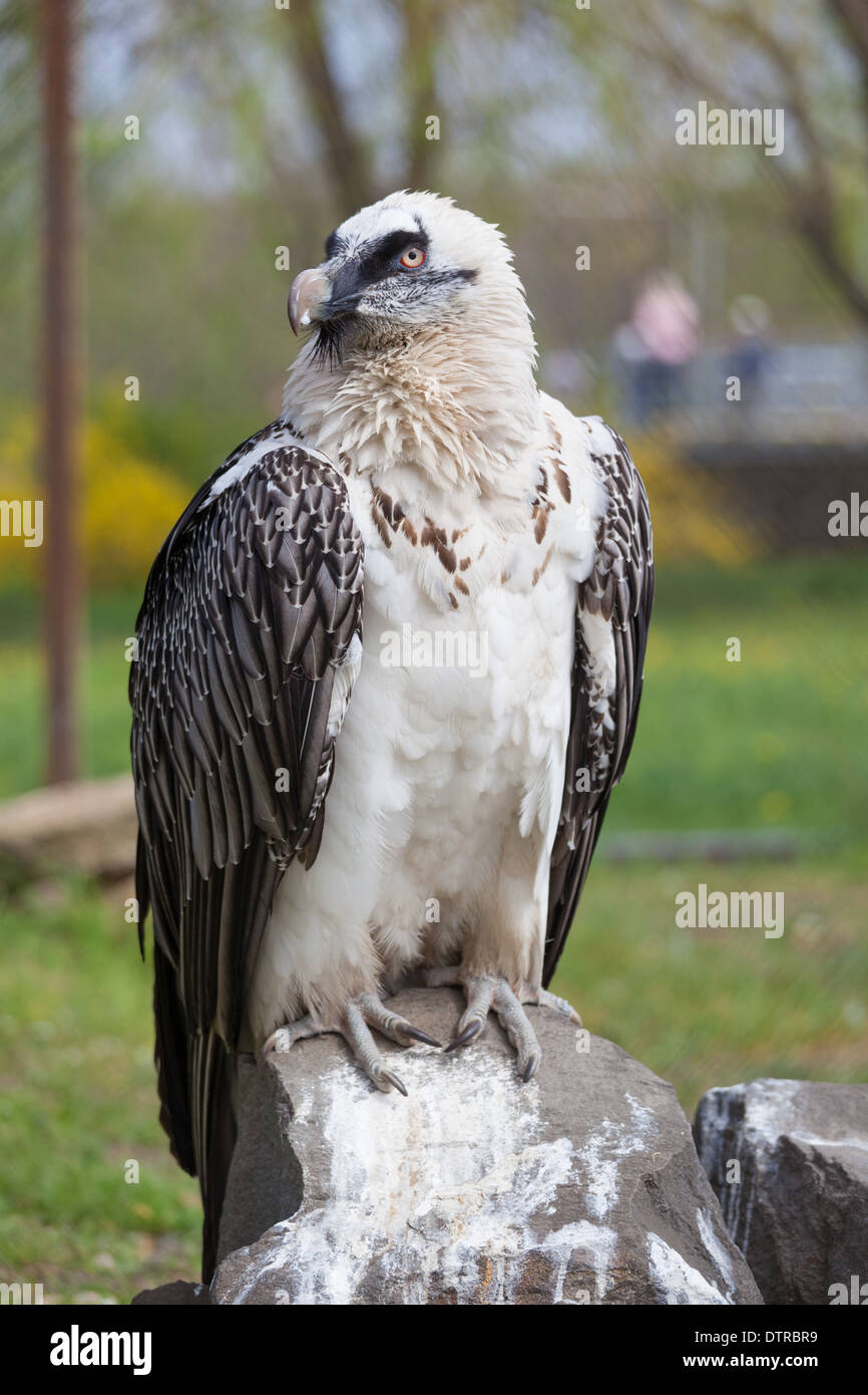 portrait of an eagle, Aquila clanga in zoo Stock Photo - Alamy