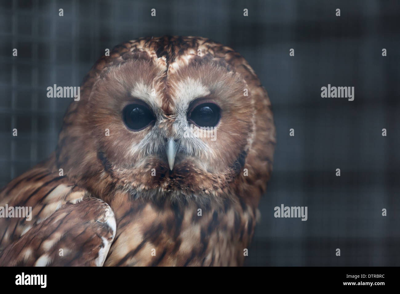 owl in a cage at the zoo Stock Photo - Alamy