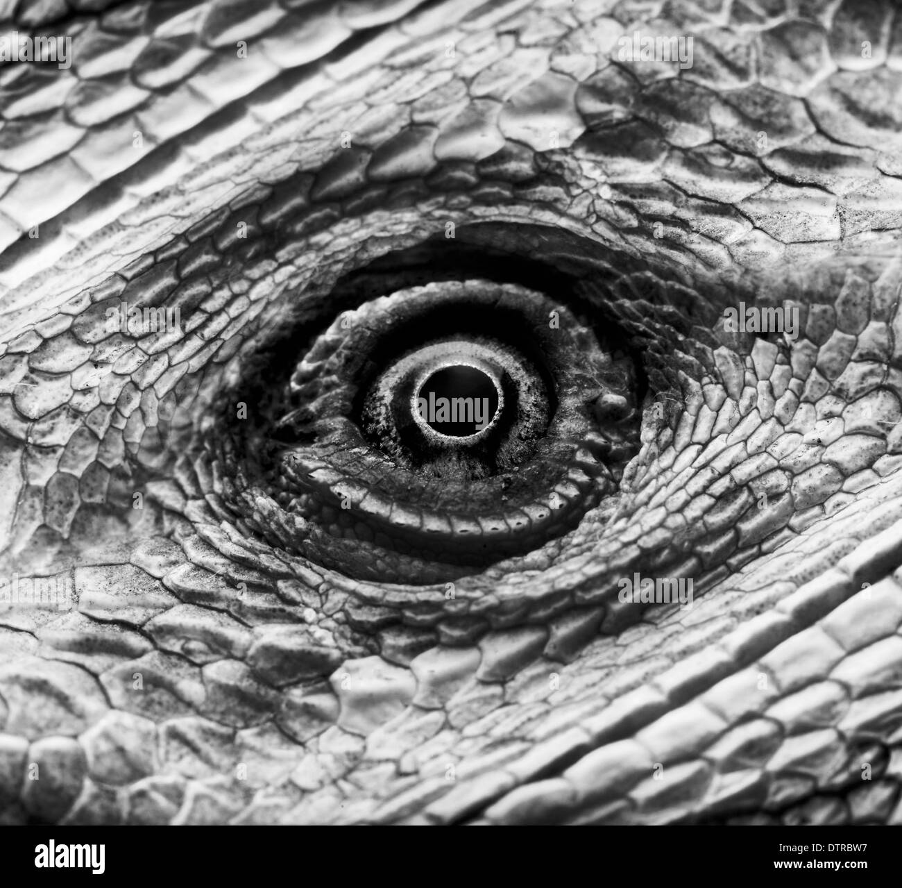 Portrait of a bearded agama, dragon sitting on a wooden branch Stock ...