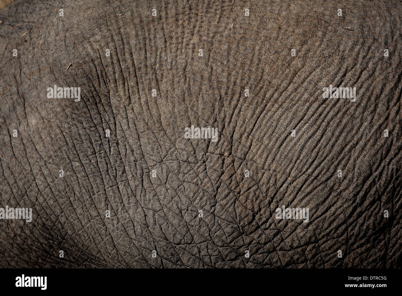 contrast Elephant skin full frame shot Stock Photo - Alamy