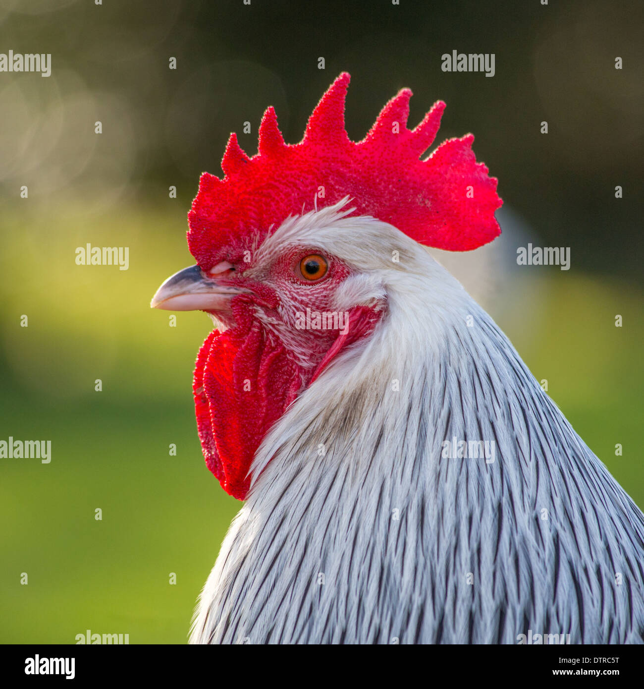 White cockerel hi-res stock photography and images - Alamy
