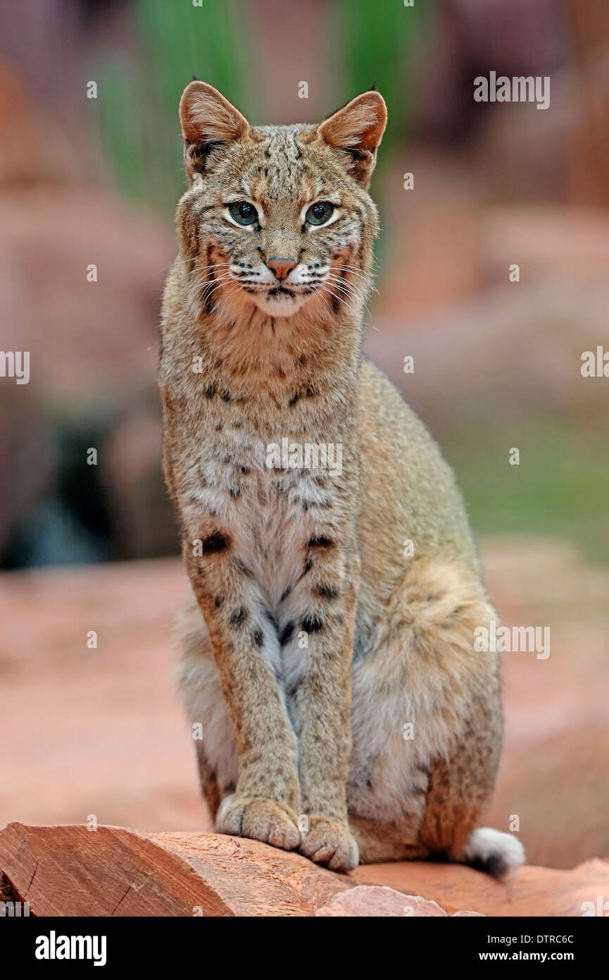 Bobcat in the open hi-res stock photography and images - Alamy