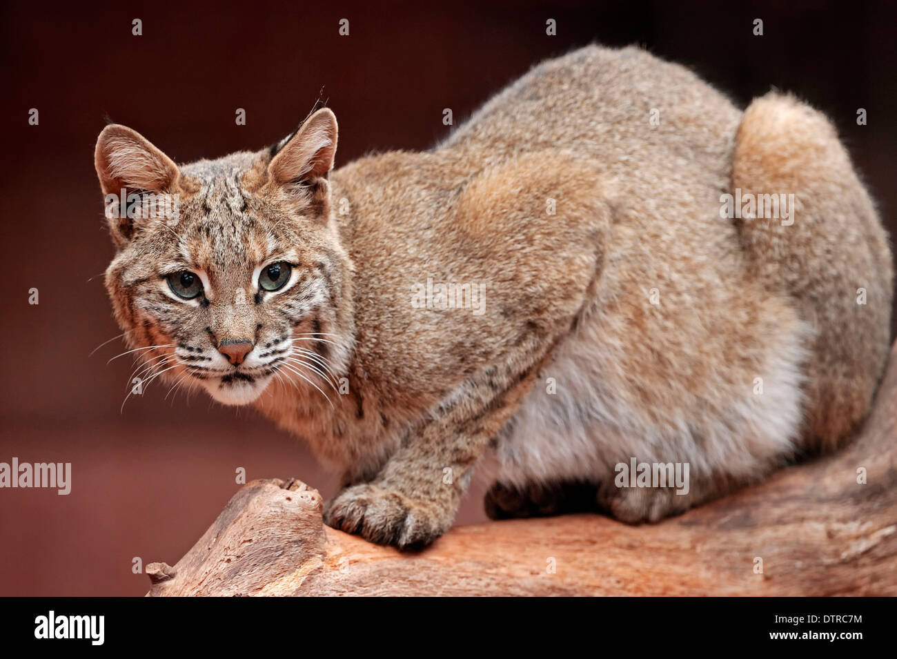 Bobcat / (Lynx rufus, Felis rufa Stock Photo - Alamy