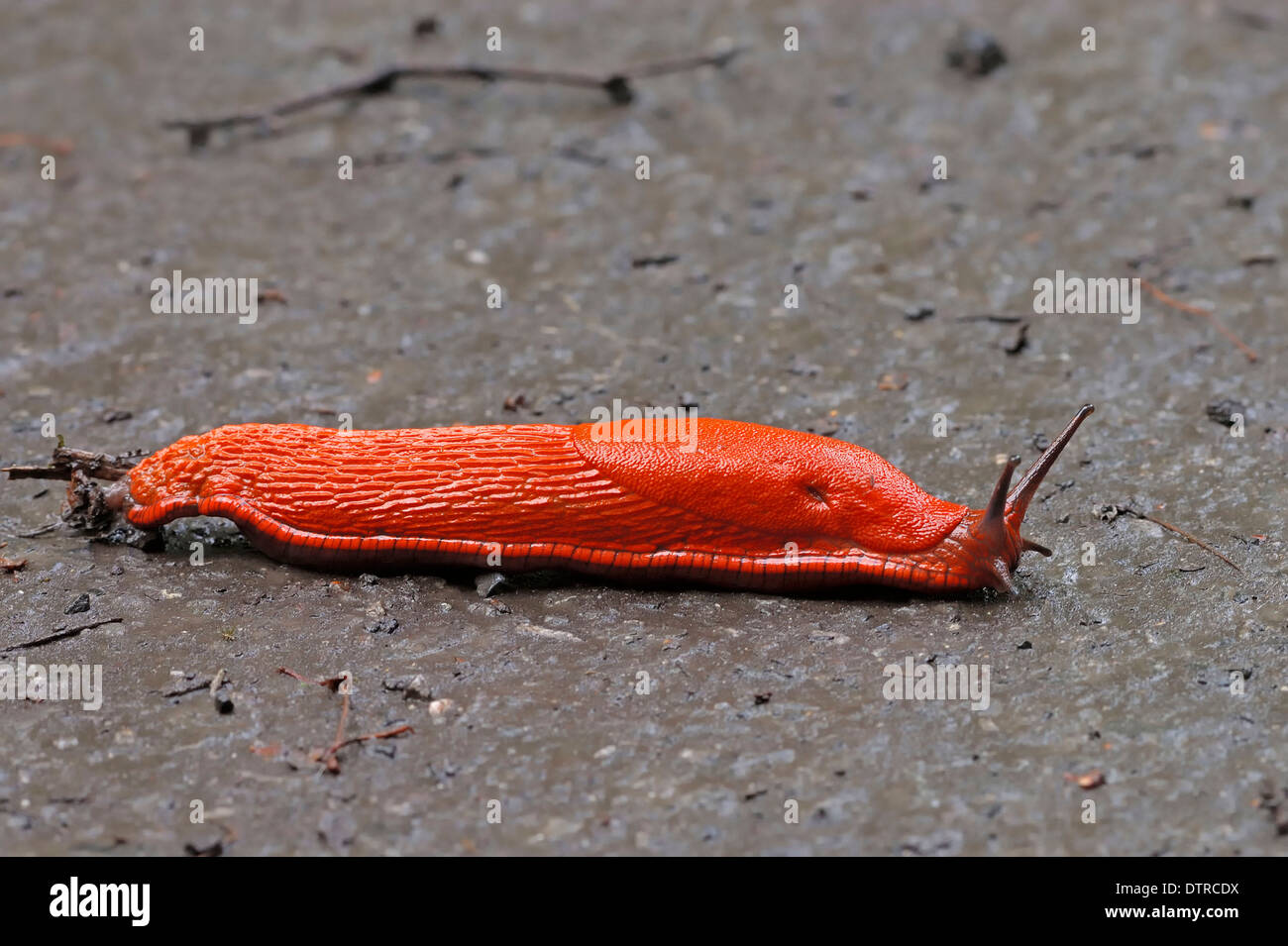 Greater red slug hi-res stock photography and images - Alamy