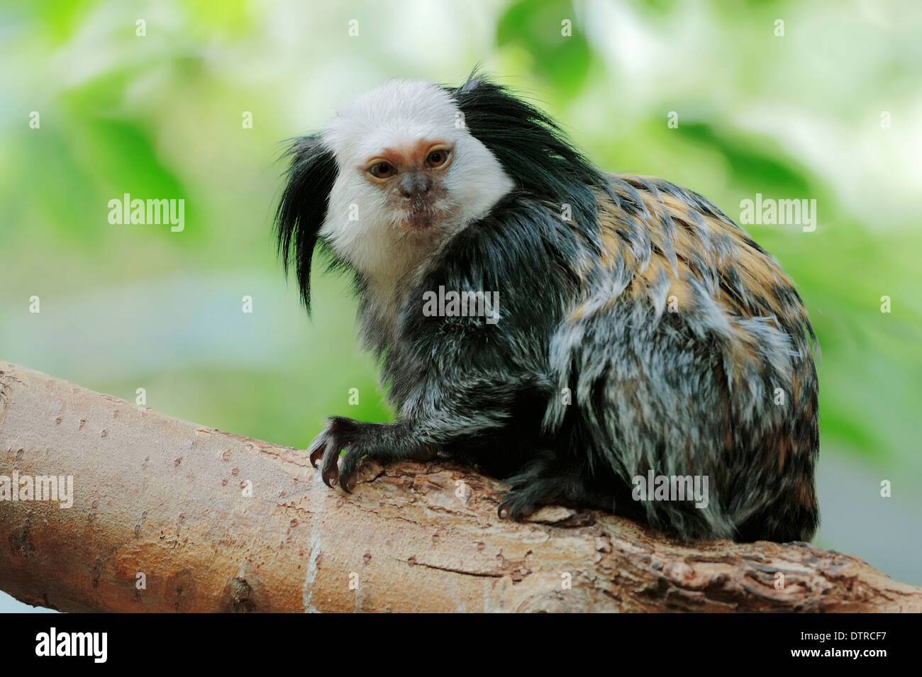 Geoffroy's Marmoset / (Callithrix geoffroyi) / White-fronted Marmoset ...