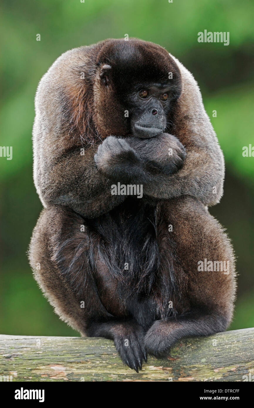 Woolly Monkey / (Lagothrix lagotricha Stock Photo - Alamy