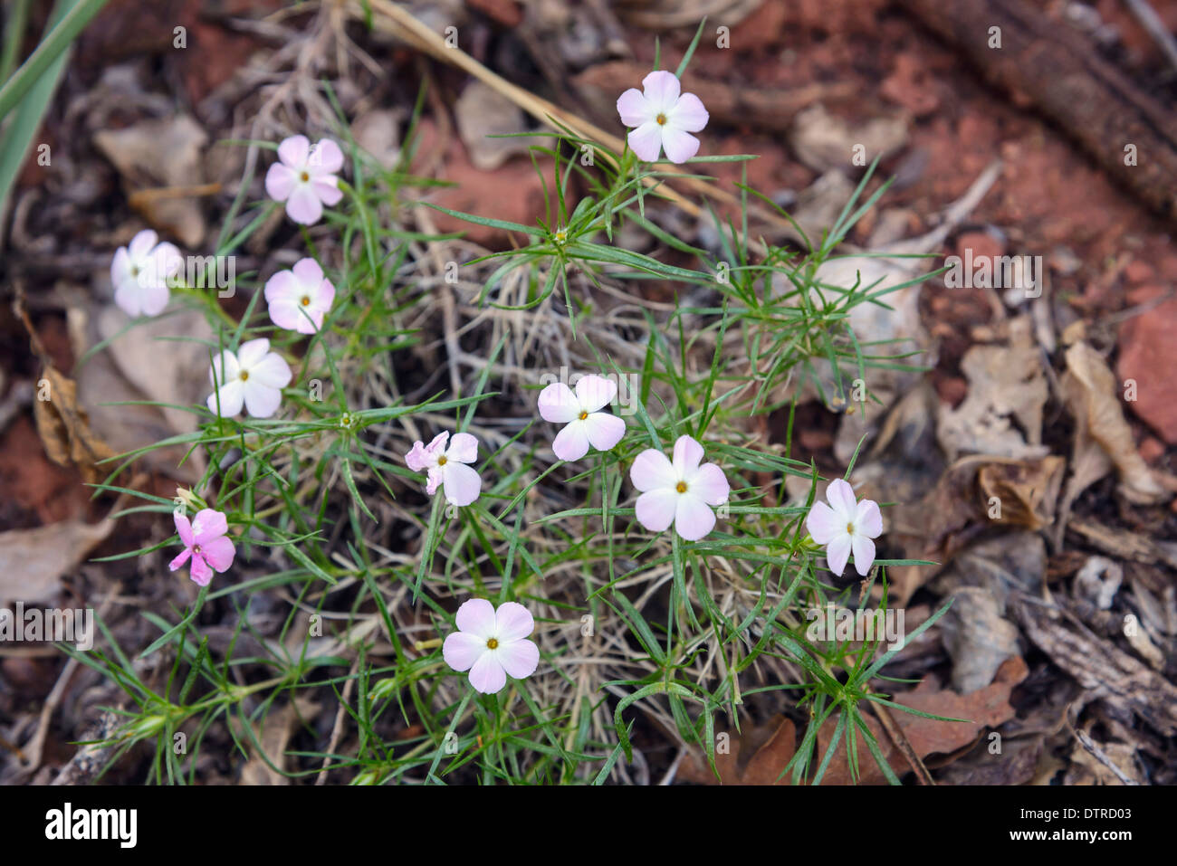 Longleaf pholx hi-res stock photography and images - Alamy