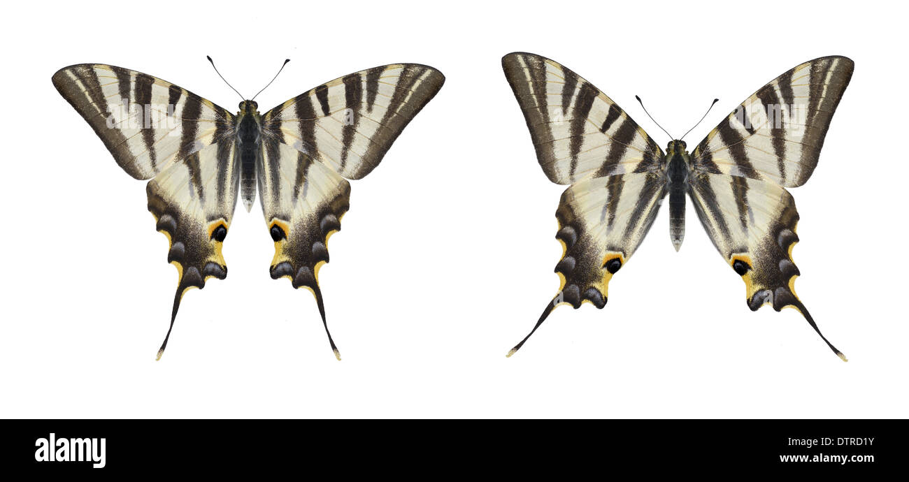 Butterfly iphiclides podalirius swallowtail hi-res stock photography ...