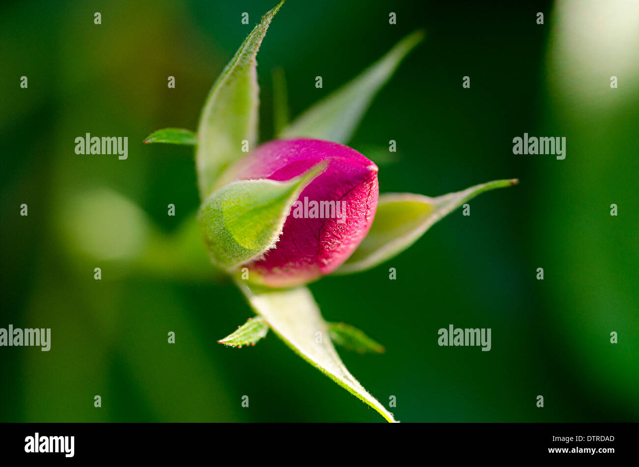 Red rose bud hi-res stock photography and images - Alamy
