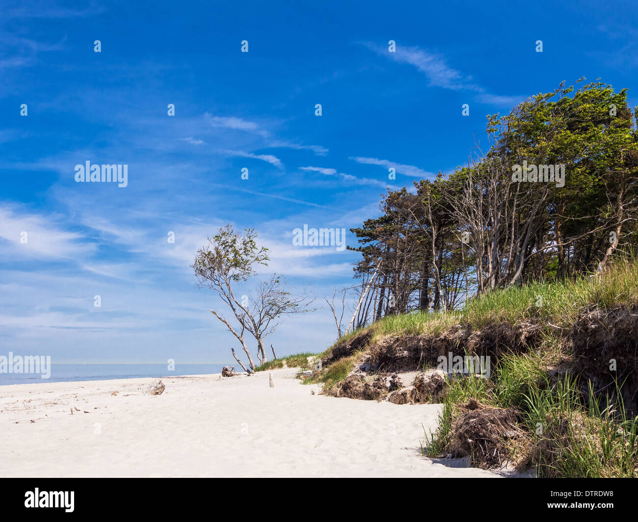 Trees on shore of the Baltic Sea Stock Photo - Alamy