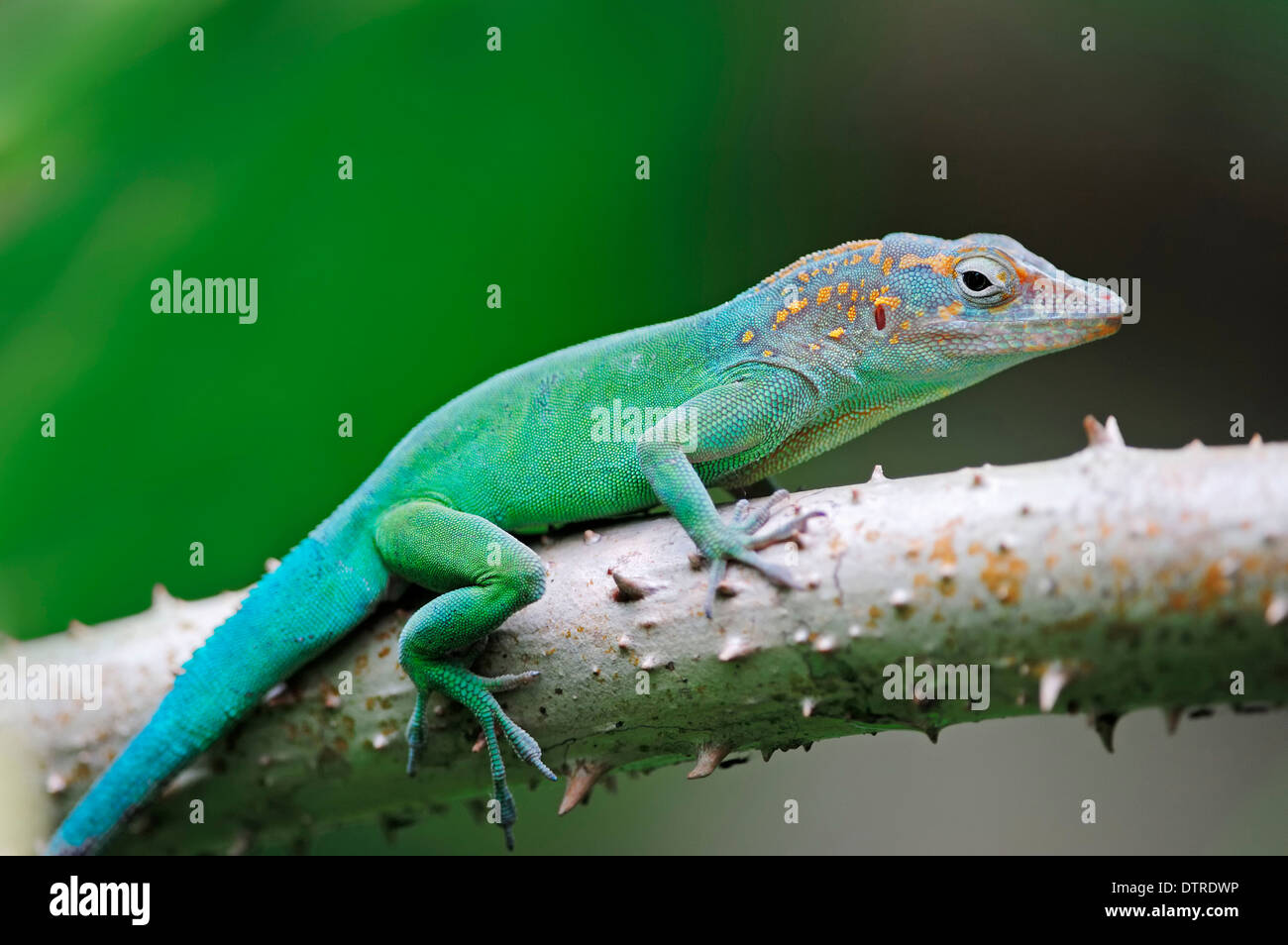 Guadeloupean Anole, male / (Anolis marmoratus) / Leopard Anole Stock ...