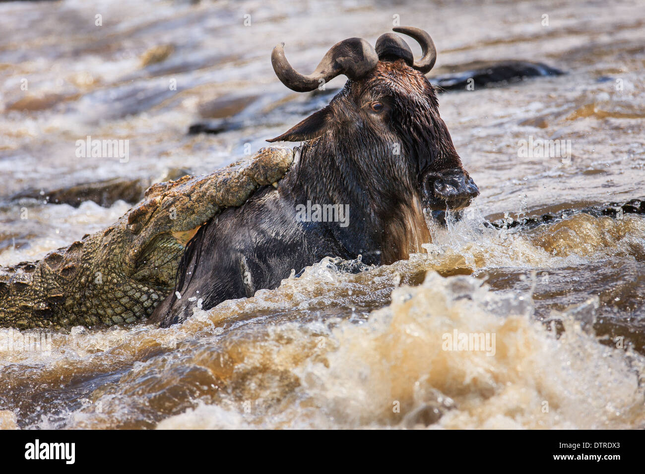 Crocodile wildebeest hi-res stock photography and images - Alamy