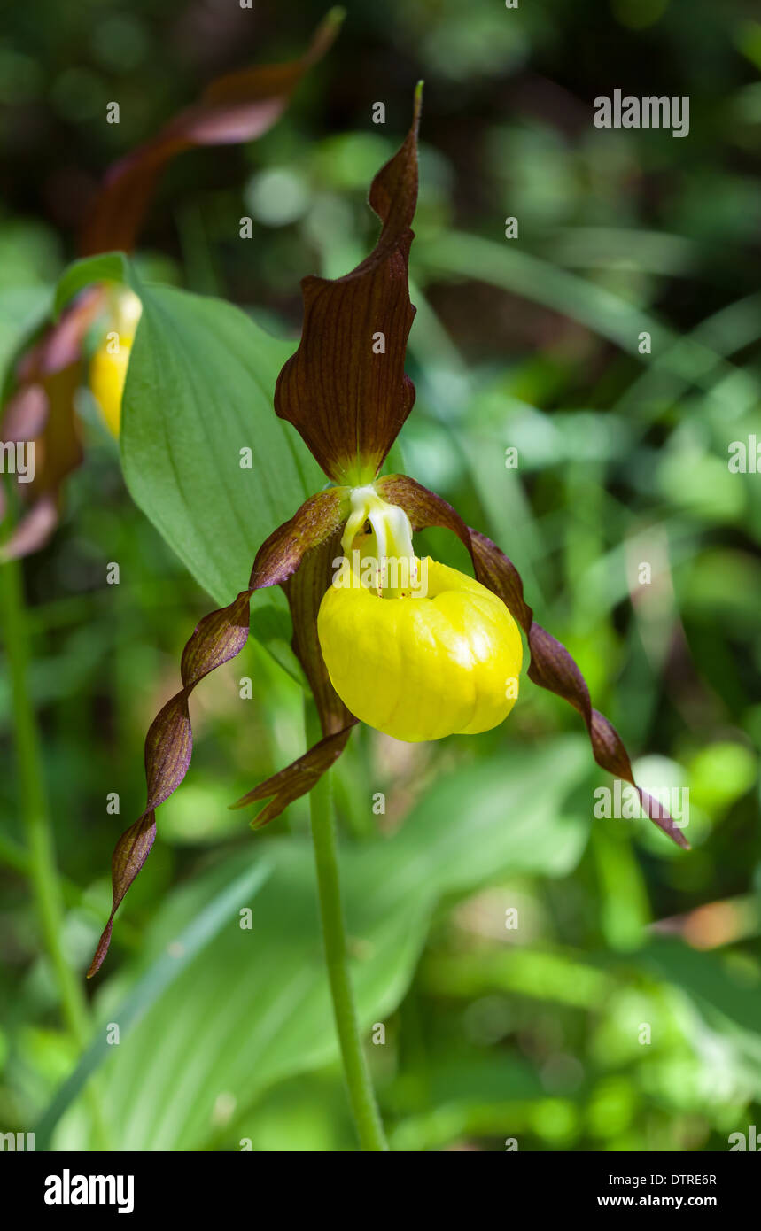 Slipper flower hi-res stock photography and images - Alamy