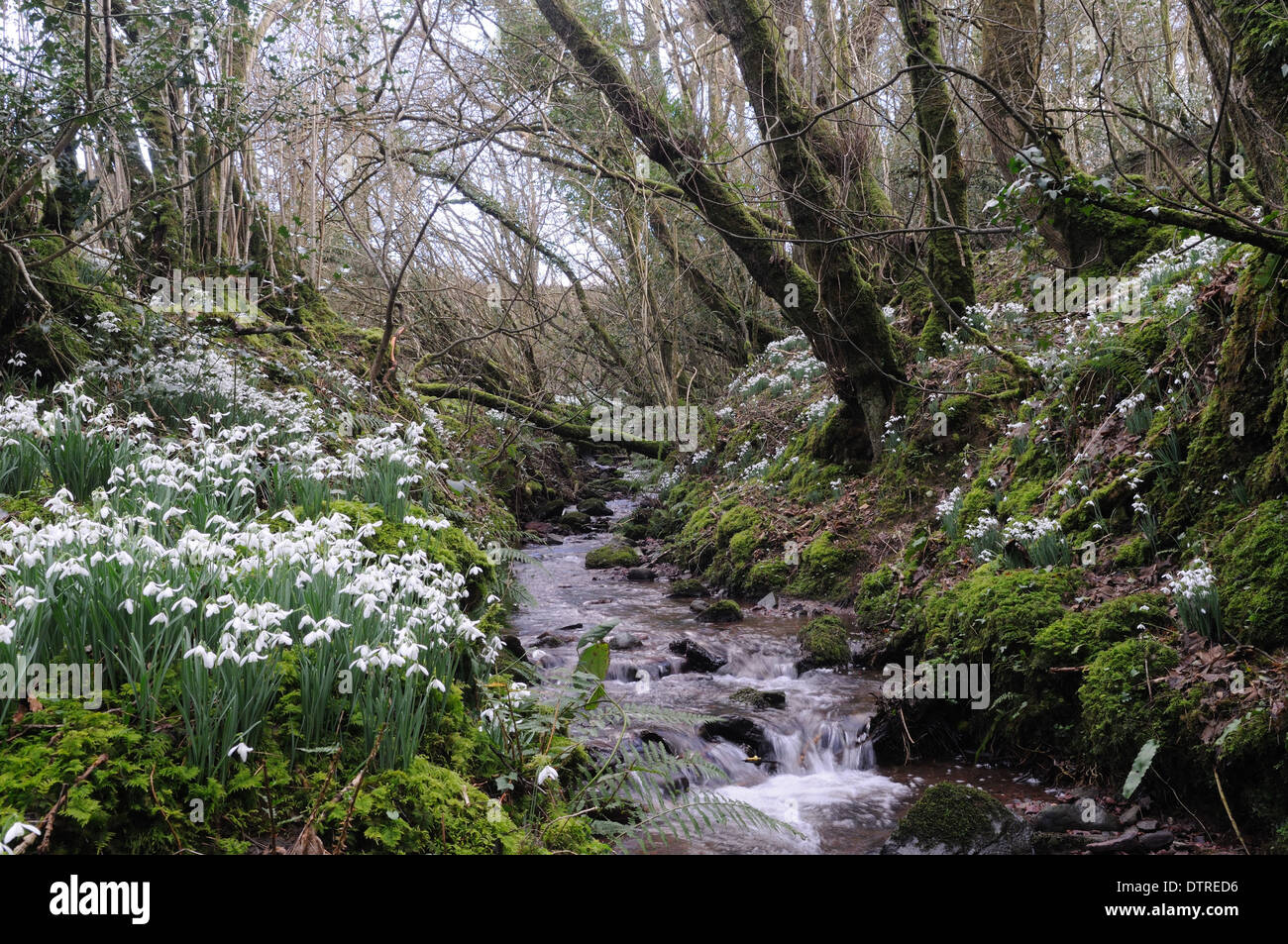 Woodland stream hi-res stock photography and images - Alamy