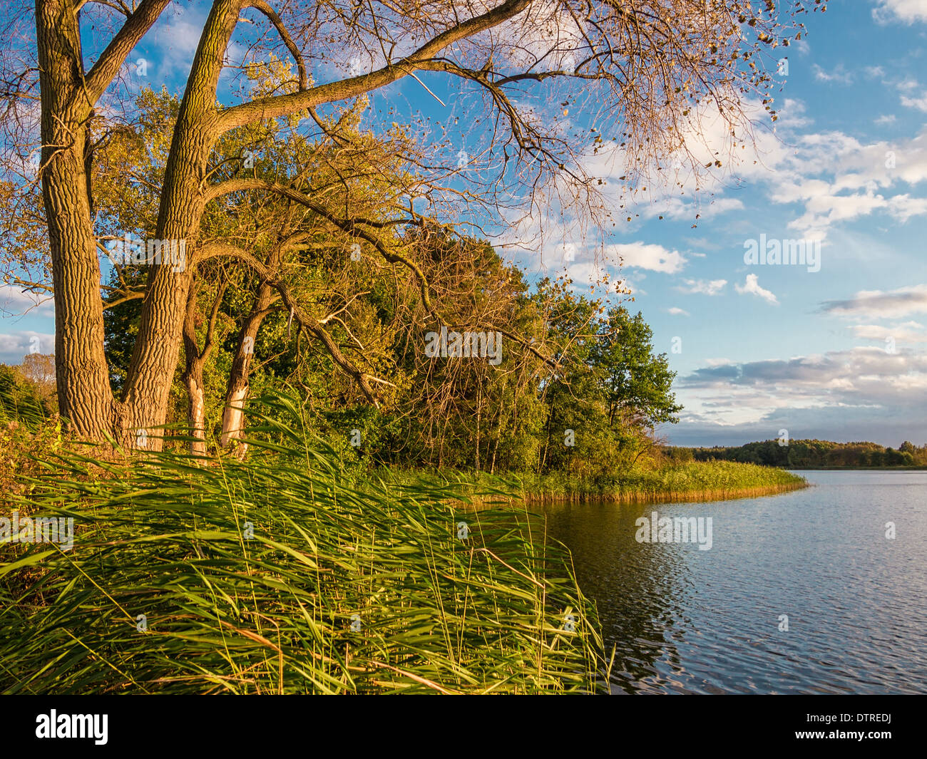 Landscape with tree and lake Stock Photo - Alamy