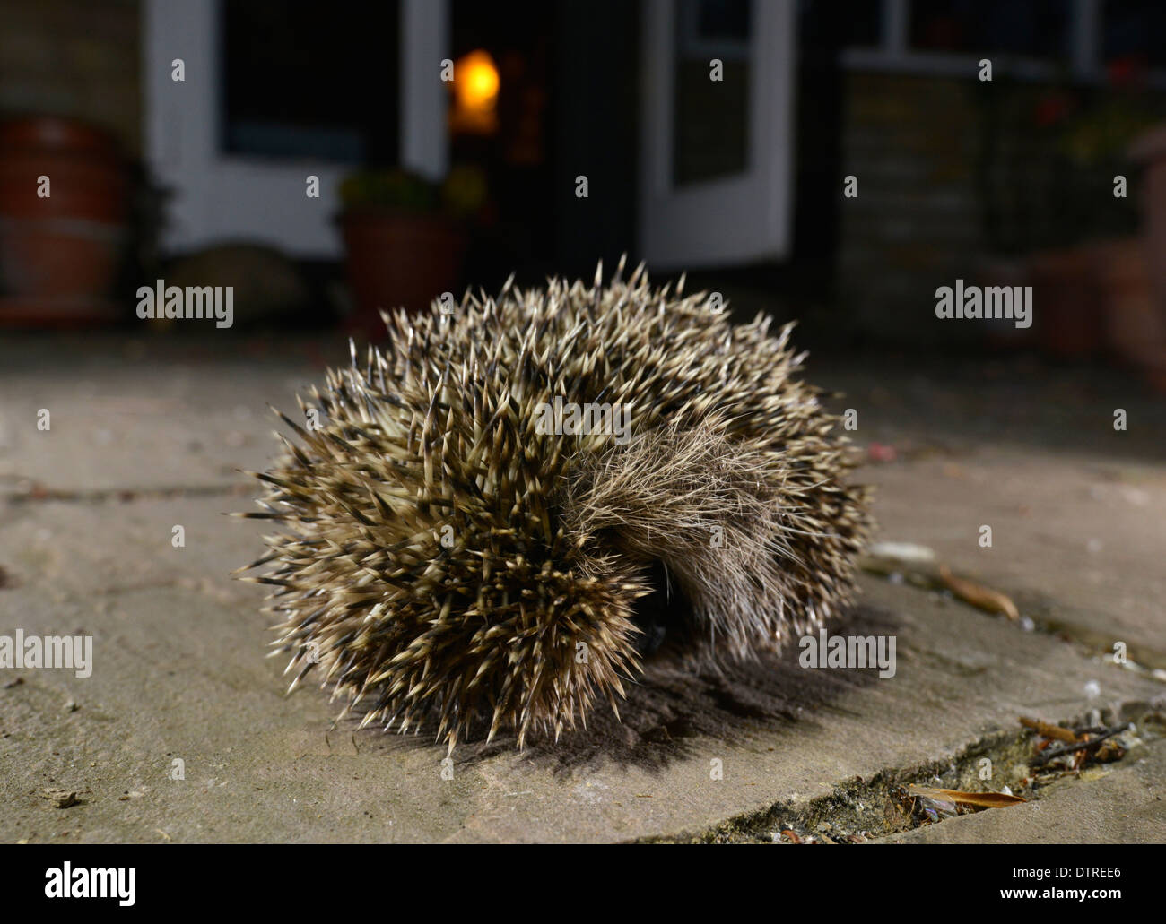 Hedgehog Rolled Into Ball Stock Photos & Hedgehog Rolled Into Ball ...
