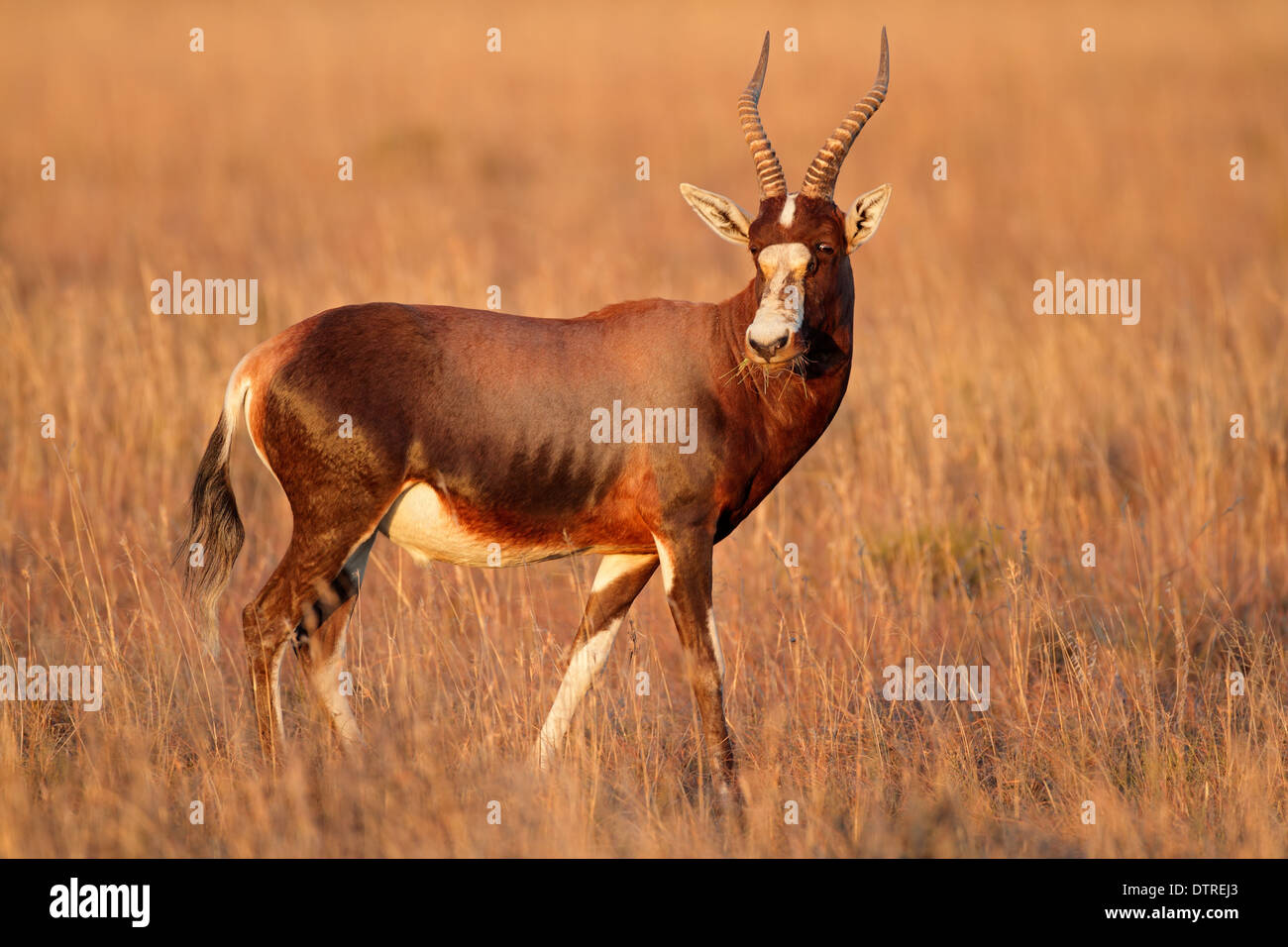 Blesbok antelope hi-res stock photography and images - Alamy