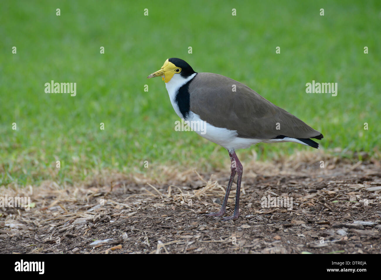 Masked lapwing (Vanellus miles) photographed in an urban park Stock ...