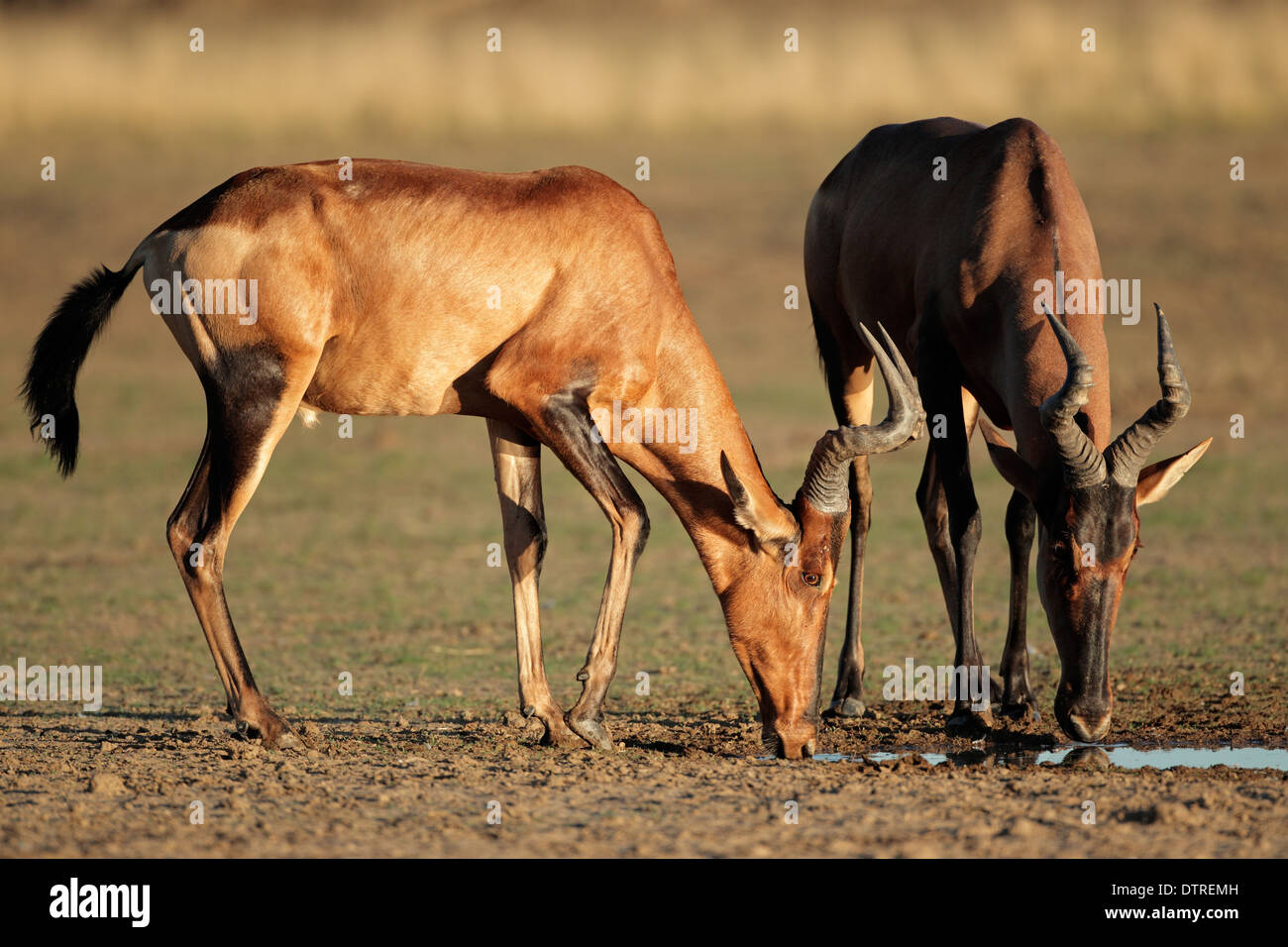 Hartebeest antelopes hi-res stock photography and images - Alamy