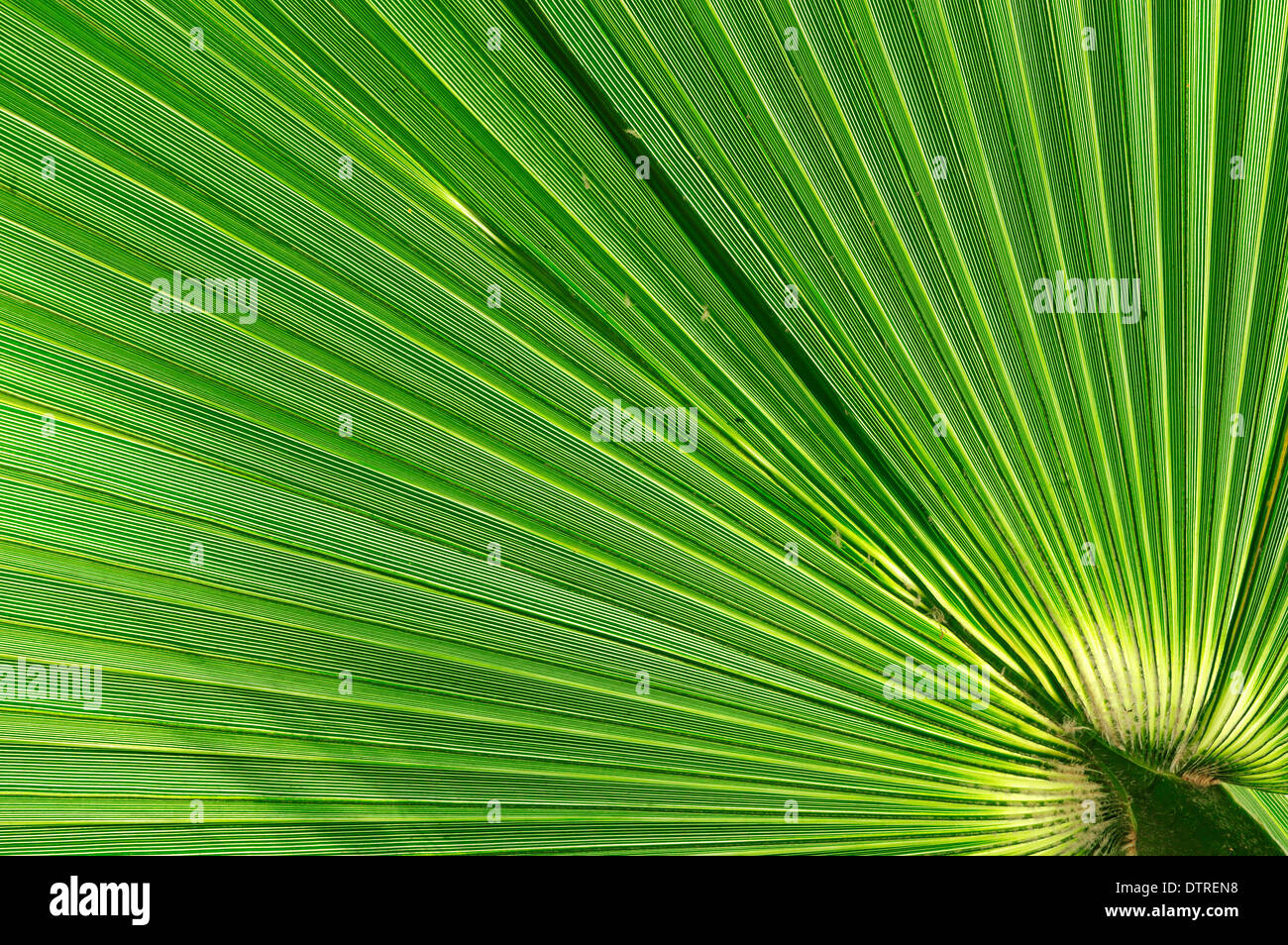 Saw Palmetto, leaf detail / (Serenoa repens Stock Photo - Alamy