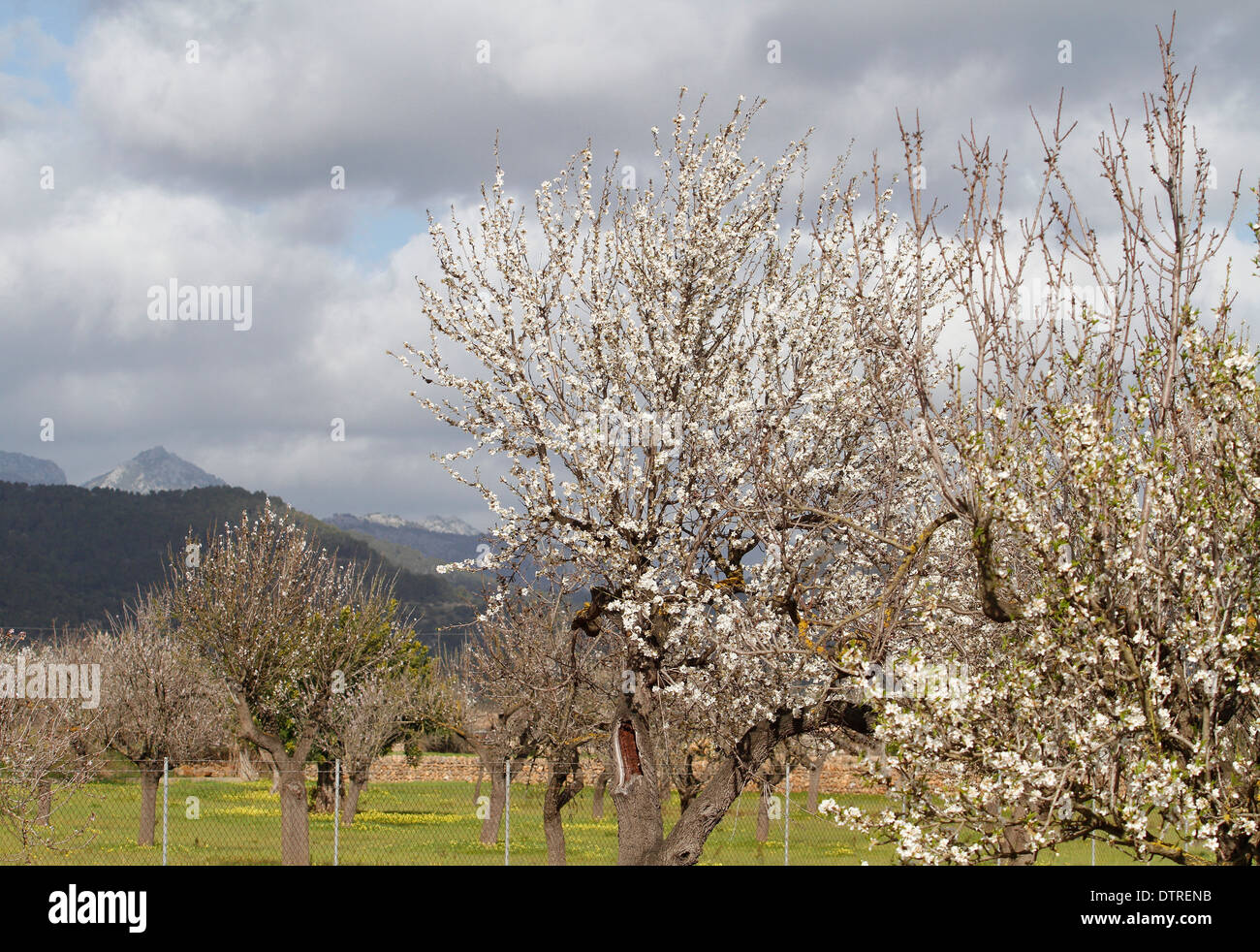 Landscape with almond tree with flowers in the island of Majorca, Spain ...