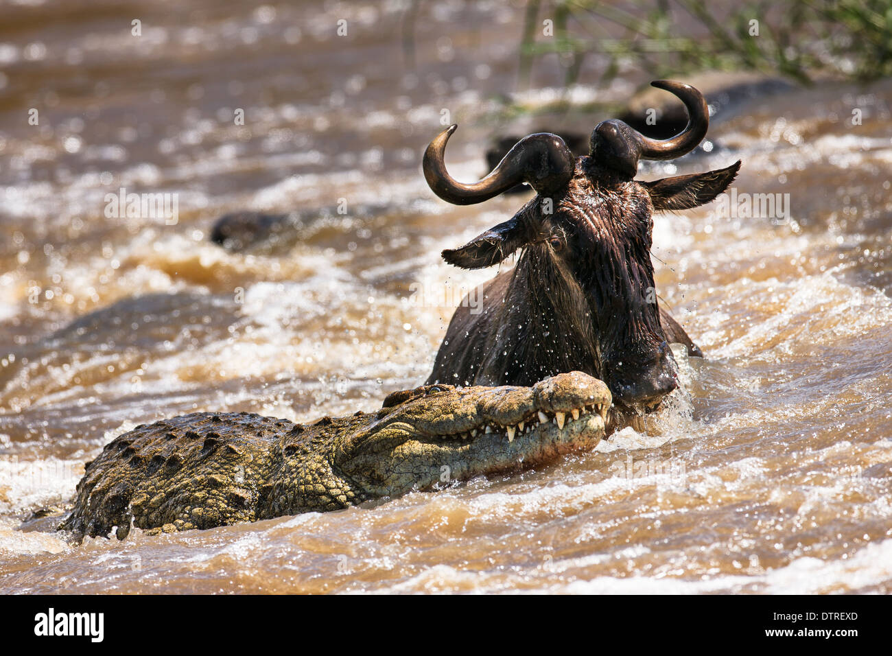 Crocodile attack hi-res stock photography and images - Alamy