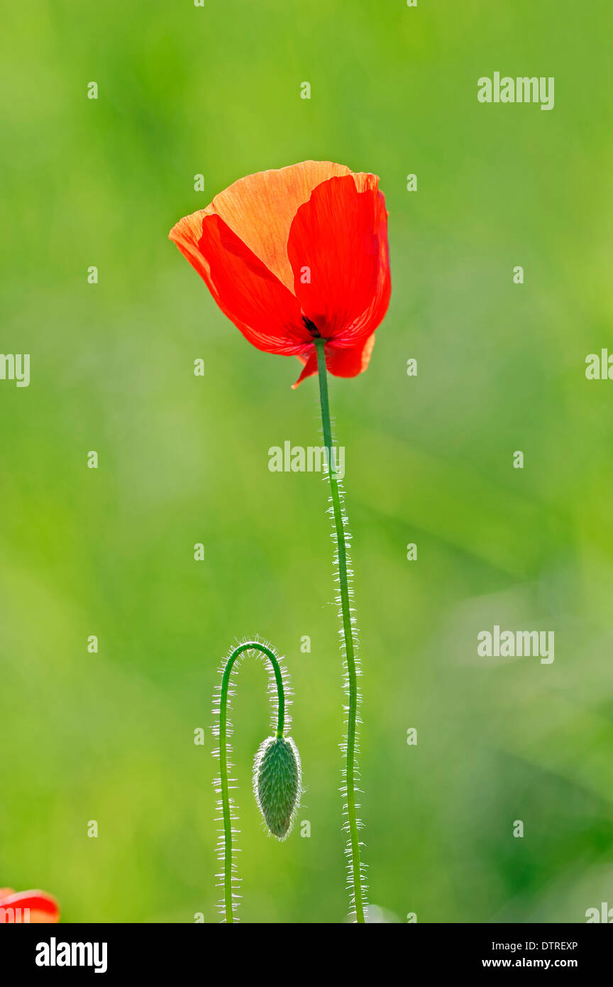 Ommon poppy hi-res stock photography and images - Alamy