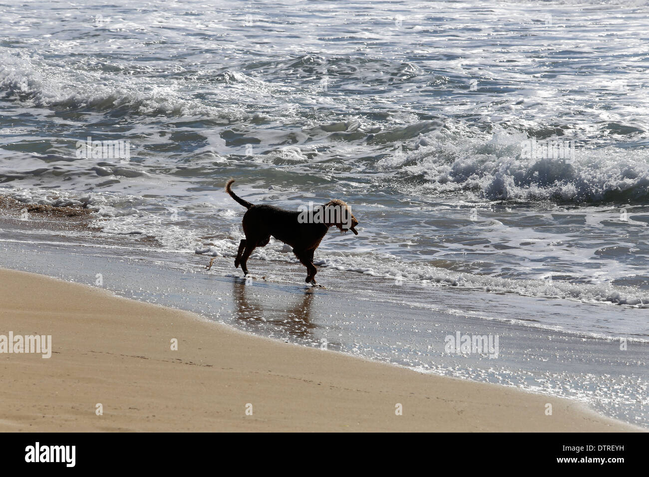 A dog plays on the beach in the island of Majorca, Spain Stock Photo ...