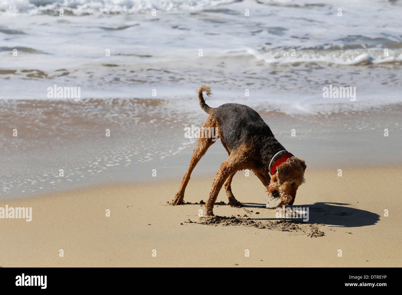 A dog plays on the beach in the island of Majorca, Spain Stock Photo ...