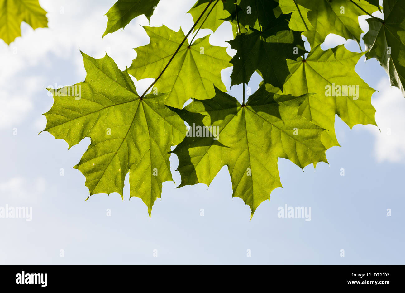 Blue maple leaves hi-res stock photography and images - Alamy