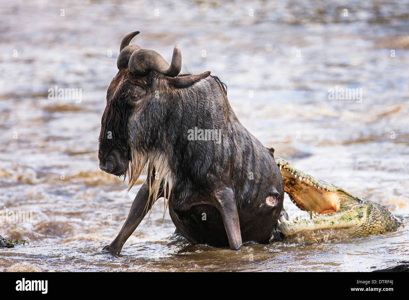Wildebeest Crocodile Stock Photos & Wildebeest Crocodile Stock Images ...
