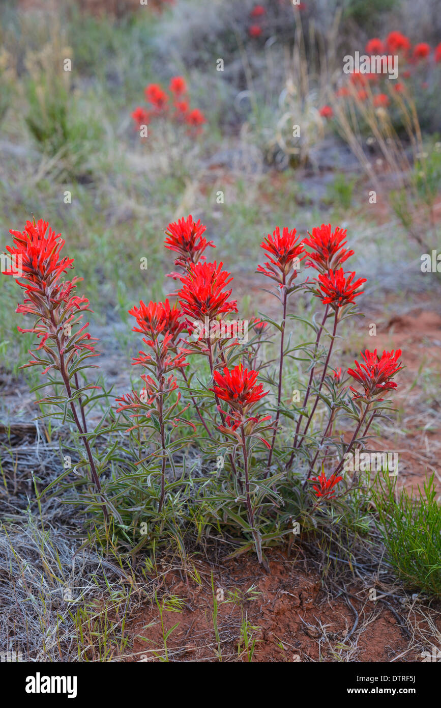 Indian paintbrush vertical hi-res stock photography and images - Alamy